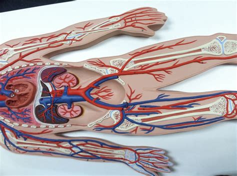 Veins Arteries Model 2 Diagram Quizlet