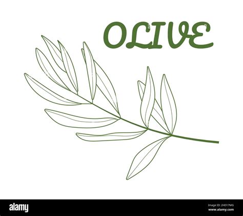 Olive Branch Vector In Doodle Sketch Style Ink Pencil Hand Drawn