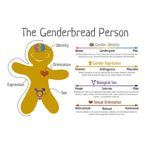 Gender Sex And Sexual Orientation American Board Of Sexology