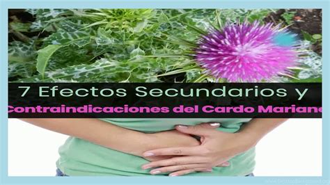 Cardo mariano infusión Beneficios y Propiedades 2019