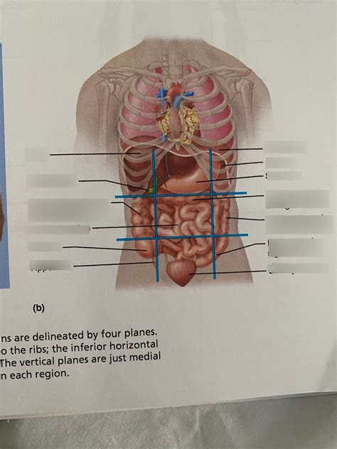 Abdominal Region Diagram Quizlet