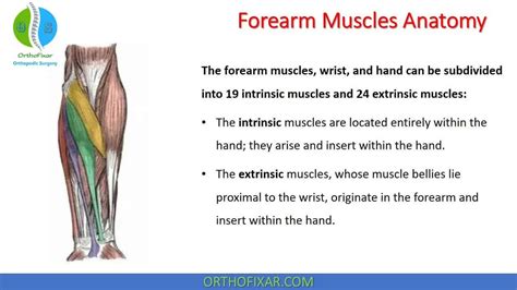 Forearm Muscles Anatomy Function OrthoFixar 2024 Forearm Muscle
