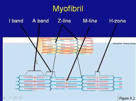 Muscle Part Youtube