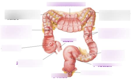 Large Intestine Diagram Quizlet