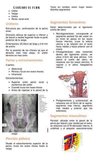 contenido de pelvis uréteres uretra y recto Chiqui Rojita uDocz