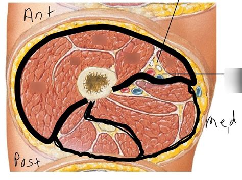Mid Thigh Cross Section Diagram Quizlet