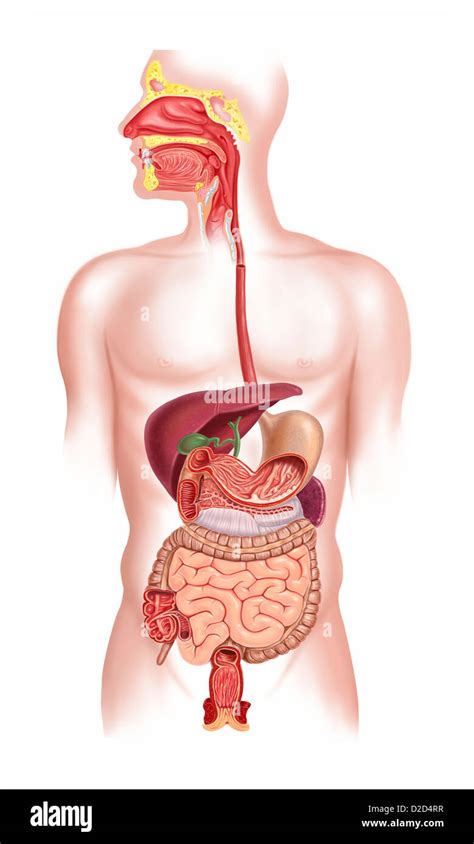 Human Digestive System Diagram And Functions