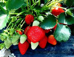 Belles Vari T S De Fraises Et Fraisiers Cultiver
