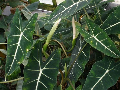 Alocasia Micholitziana Araceae Image 14801 At PhytoImages Siu Edu