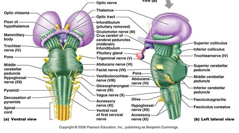 Brain Stem Brain Anatomy And Function Brain Stem Brain Anatomy