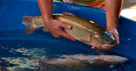Feira Do Peixe De Lajeado Deve Comercializar Mais De 10 Toneladas De