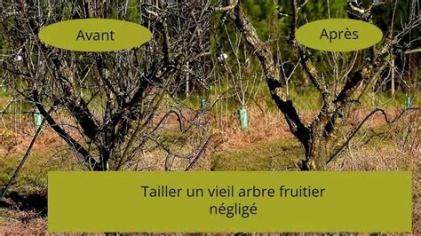 Comment Tailler Les Arbres Fruitiers Avec La Lune 2022 Guide Complet