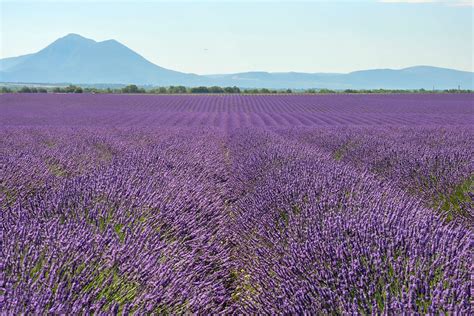 Où et quand voir les champs de lavande à Valensole Carnets Voyages