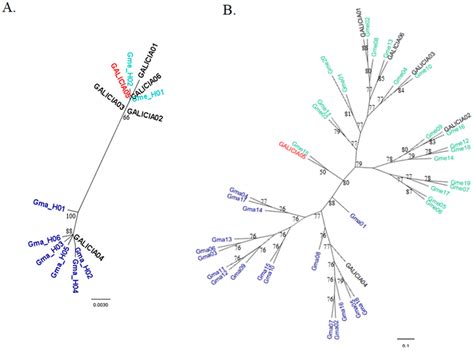 Mitochondrial And Nuclear Phylogenetic Trees Of The Analyzed