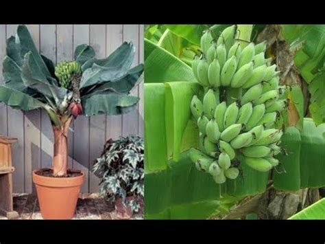 Como cultivar Bananeira ANÃ em vaso YouTube