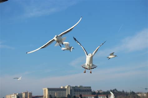 Måge Måger Fugl Gratis foto på Pixabay
