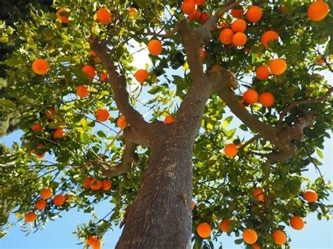 Cómo podar un árbol frutal para que no crezca mucho