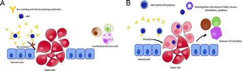 Schematic Representing Oncolytic Virus Mediated Immunotherapy Where A