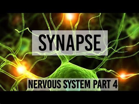Chapter Synapse Types Of Synapsis Functions Of Synapsis