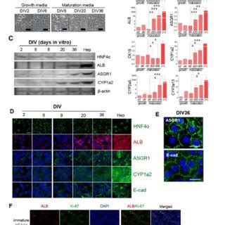 Maturation Of Mouse Induced Hepatic Progenitors MiHeps A Schematic