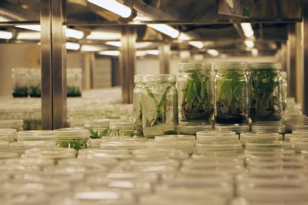 Plant Tissue Culture Collection Shelves In Tissue Culture Room Science