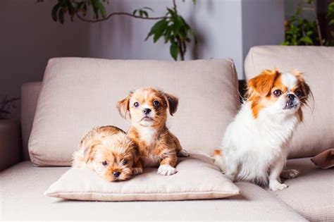 La Femelle Pékinoise Aboie Sur Ses Chiots Les Trois Adorables Levrette