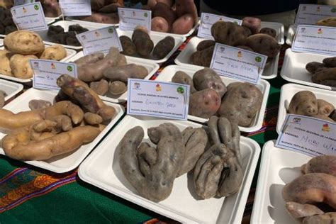 Día Nacional de la Papa Conoces cuántas variedades existen en el Perú