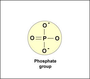 Ap Bio Functional Groups Flashcards Quizlet