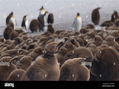 King Penguin Chicks Stock Photo Alamy