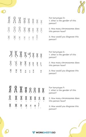 Decoding Our Genetic Blueprint Karyotype Worksheets WorksheetsGO