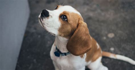 Nomi Per Cani Maschi O Femmine Tutti I Nomi Da Dare A Un Cane