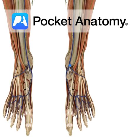Deltoid Ligament