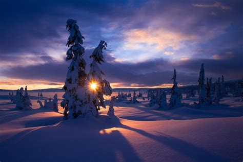 Sunlight Trees Landscape Sunset Night Nature Reflection Sky