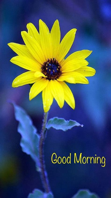 Top 999 Good Morning Images Hd New Amazing Collection Good Morning