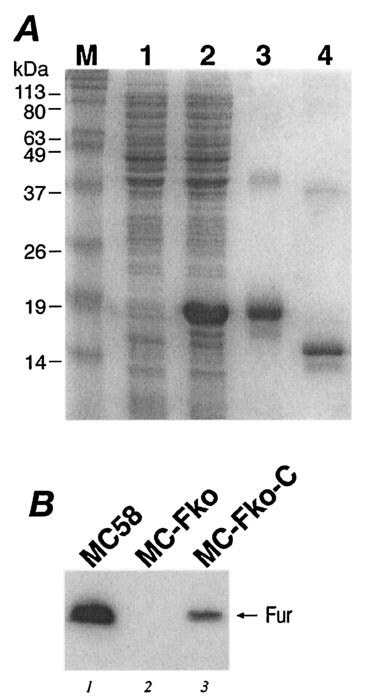 A Expression And Puri Fi Cation Of The Fur Protein Lane 1 Protein