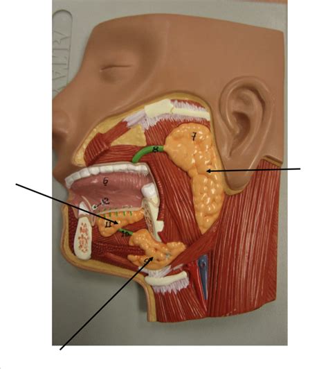 Salivary Glands And What They Secrete Model Diagram Quizlet