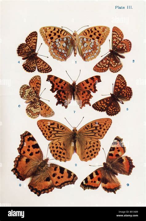 Different Types Of Butterflies Stock Photo Alamy