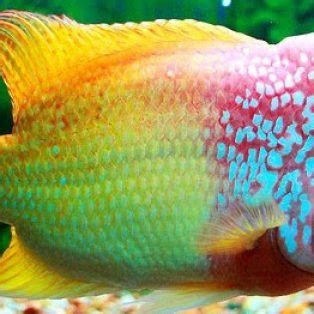 Peluang Usaha Budidaya Ikan Lohan Dan Analisa Usahanya Agrowindo