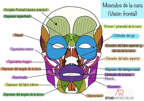Músculos de la cara Anatomia humana musculos Dibujos de celulas