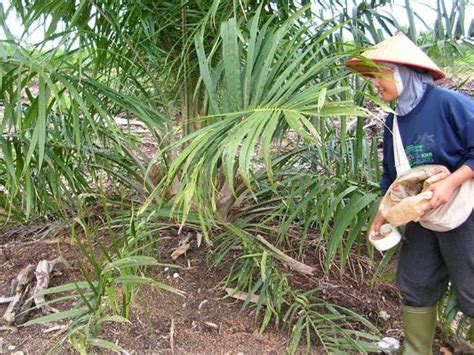 Petani Harus Memahami Manajemen Pemupukan Sawit Elaeis Co