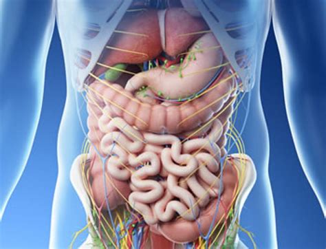 Anatomia Addominale Femminile E Organi Interni Illustrazione Al The