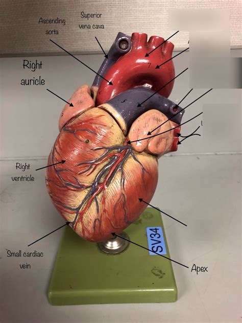 Cardiovascular System Diagram Quizlet