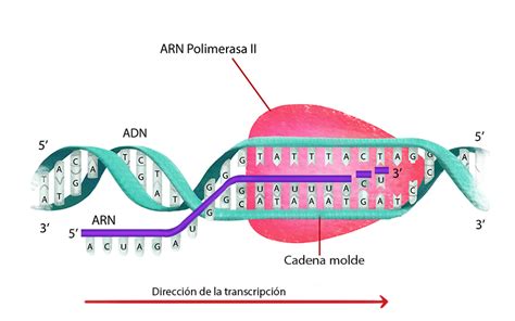CIENCIAS NATURALES LA SÍNTESIS DE PROTEÍNAS LA TRANSCRIPCIÓN
