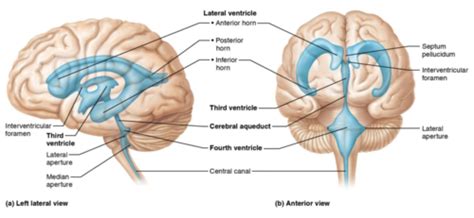 Anatomy Physiology Ii The Nervous System Part Ii Flashcards Quizlet