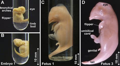 Photographs Of The Dolphin Specimens Analyzed A B Pacific Spotted Download Scientific