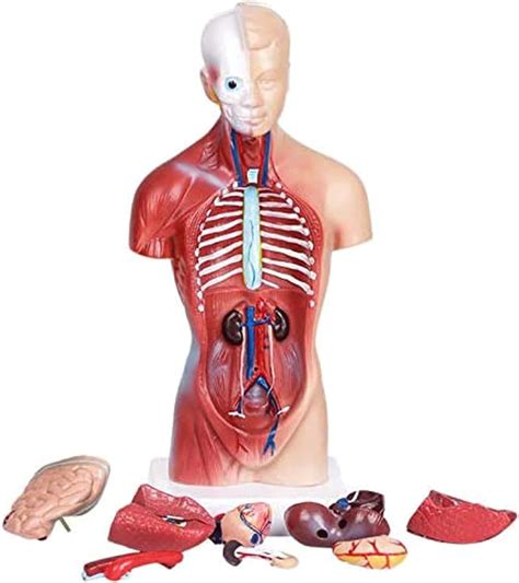 ZEIA3 Modelo de corpo de tronco humano de 28 cm 15 peças modelo