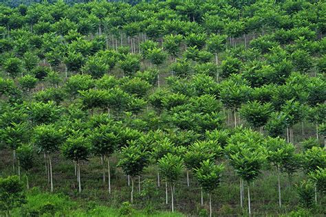 Reforestación con plantaciones forestales de marupa en Ucayali BAM