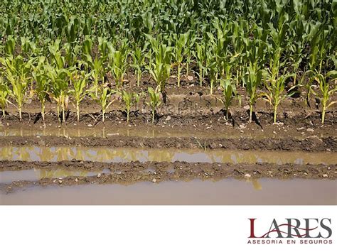SEGUROS PARA EL CULTIVO LARES Las Plantas Son Seres Vivos Altamente