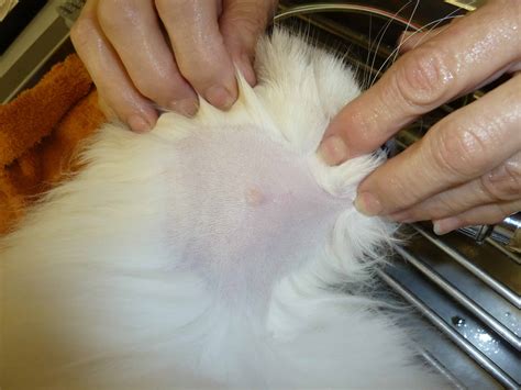 Sebaceous Cyst On Cat