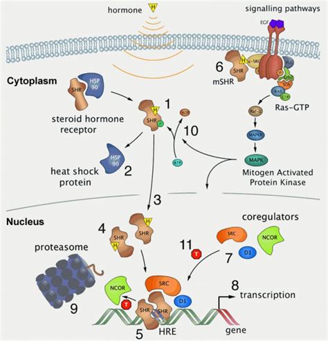 Endocrine System Development Embryology